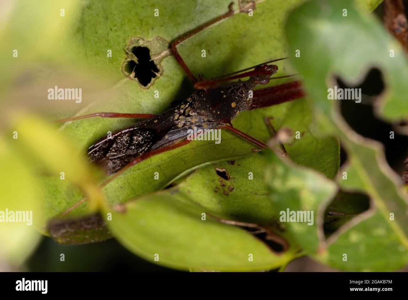 Adult Assassin Bug of the Genus Heza Stock Photo - Alamy