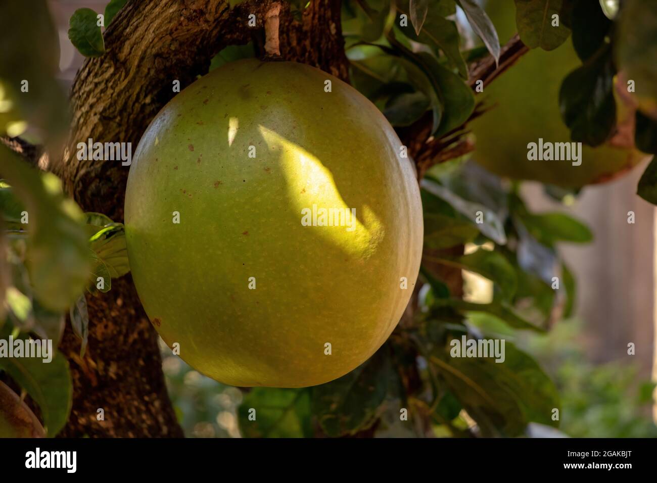 Calabash Tree of the species Crescentia cujete with selective focus ...