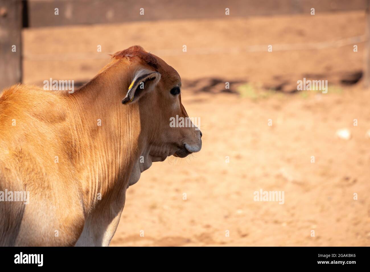Adult cow in a Brazilian farm with selective focus Stock Photo - Alamy