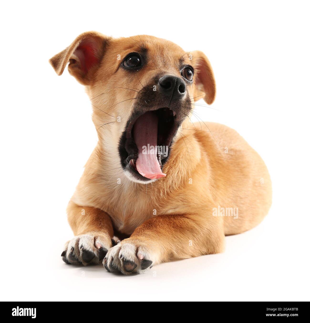 Puppy isolated on white Stock Photo - Alamy