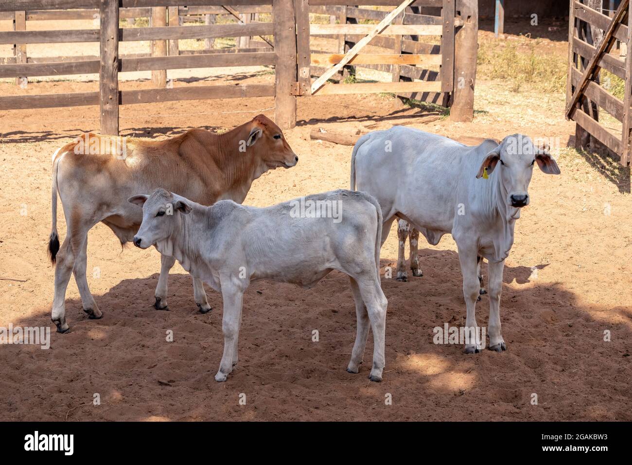 Adult cow in a Brazilian farm with selective focus Stock Photo - Alamy