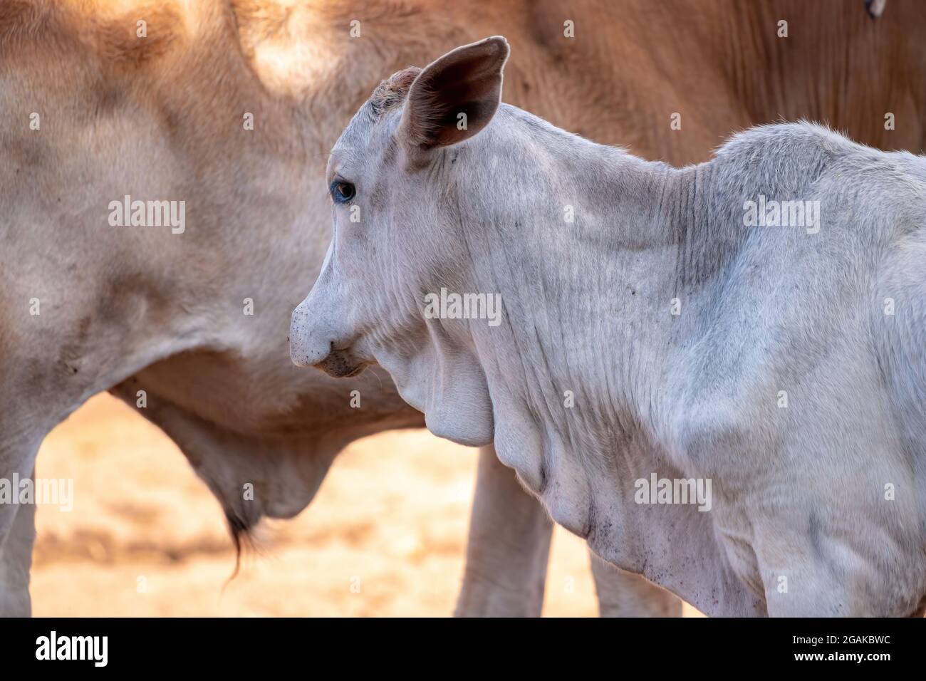 Adult cow in a Brazilian farm with selective focus Stock Photo - Alamy