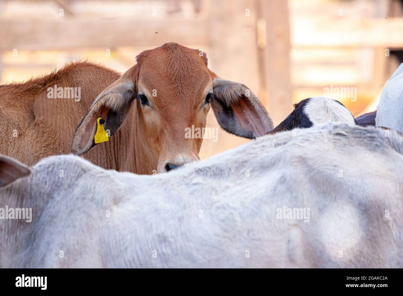 Adult cow in a Brazilian farm with selective focus Stock Photo - Alamy
