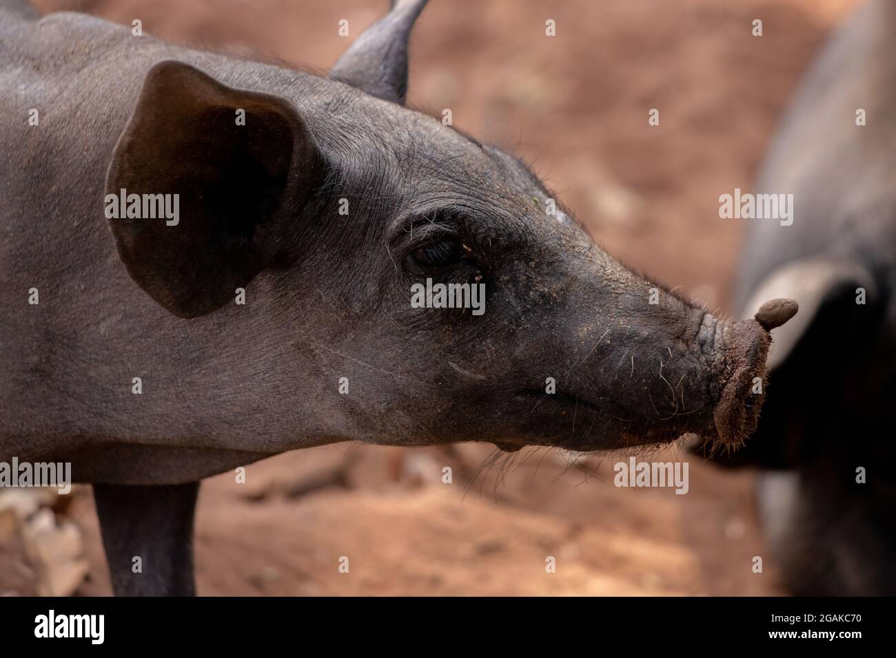 Black pig bred in farm sty with selective focus Stock Photo - Alamy