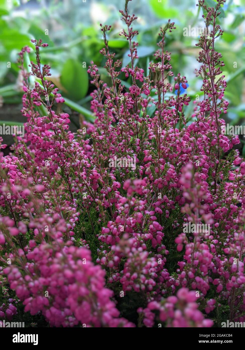 Calluna vulgaris plant full of pink flowers. Heather in bloom Stock ...