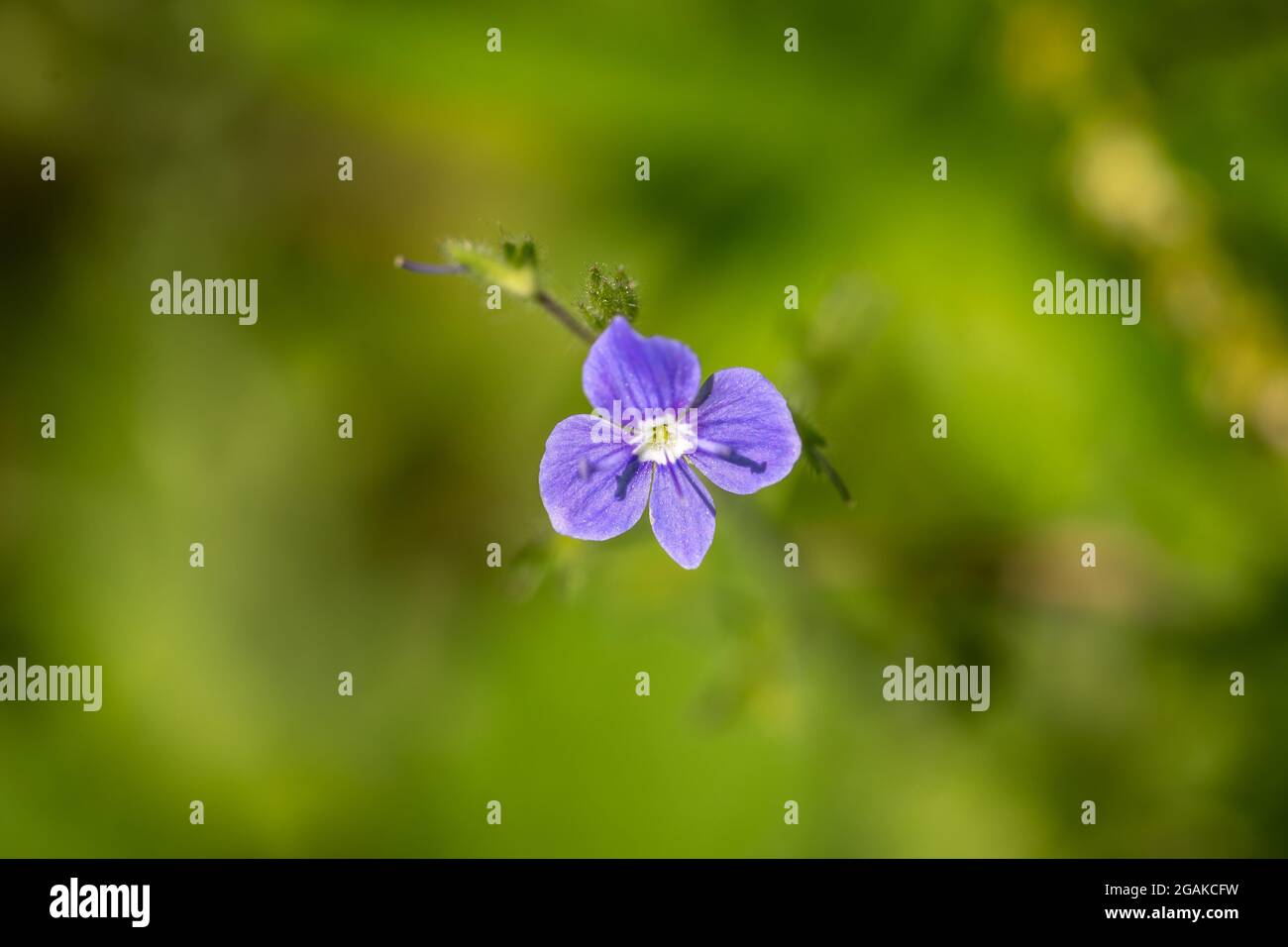 Flower of the Germander Speedwell, Firestone Copse, Isle of Wight ...