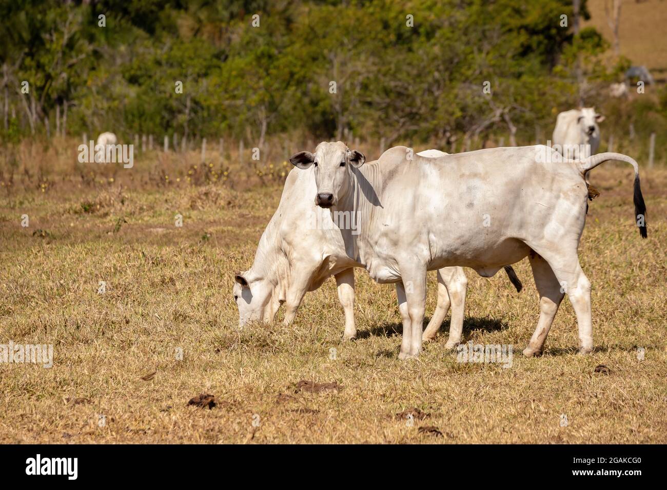 Adult cow in a Brazilian farm with selective focus Stock Photo - Alamy