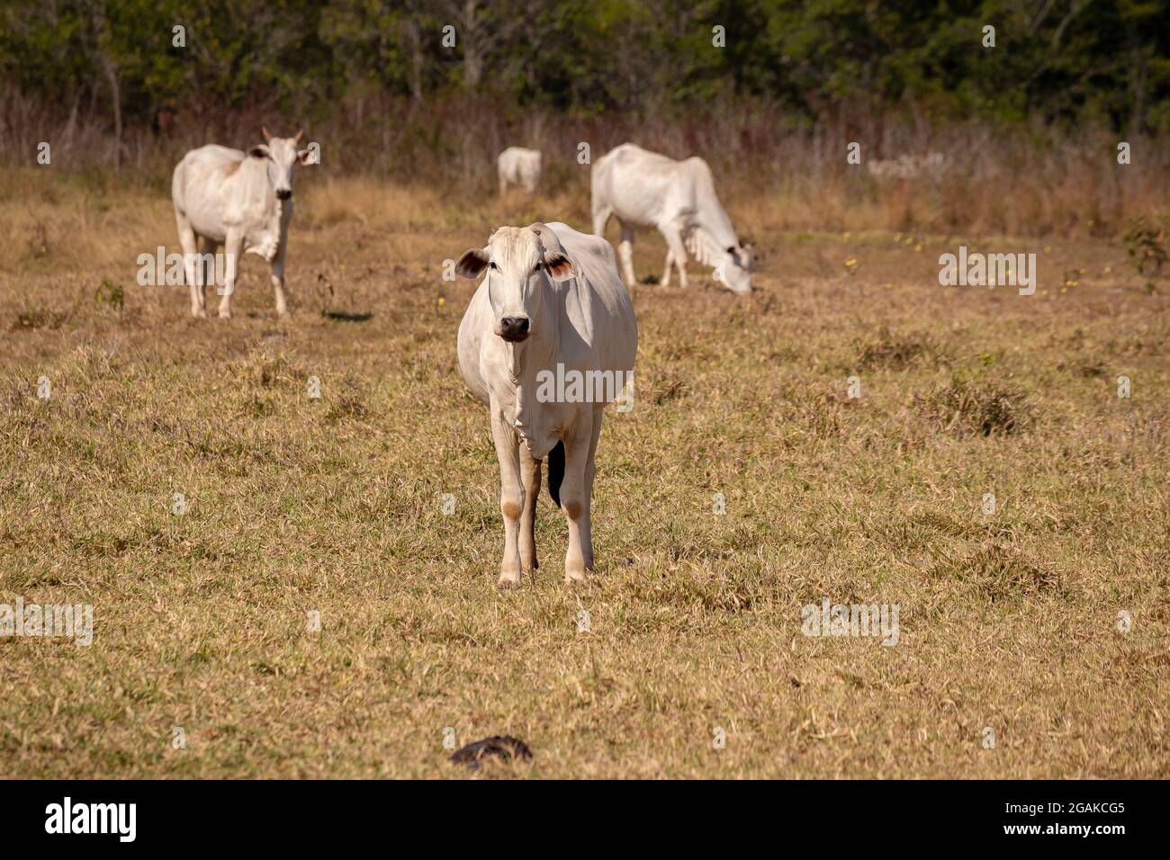 Adult cow in a Brazilian farm with selective focus Stock Photo - Alamy