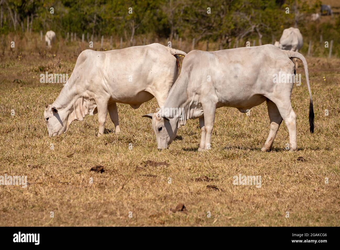 Adult cow in a Brazilian farm with selective focus Stock Photo - Alamy