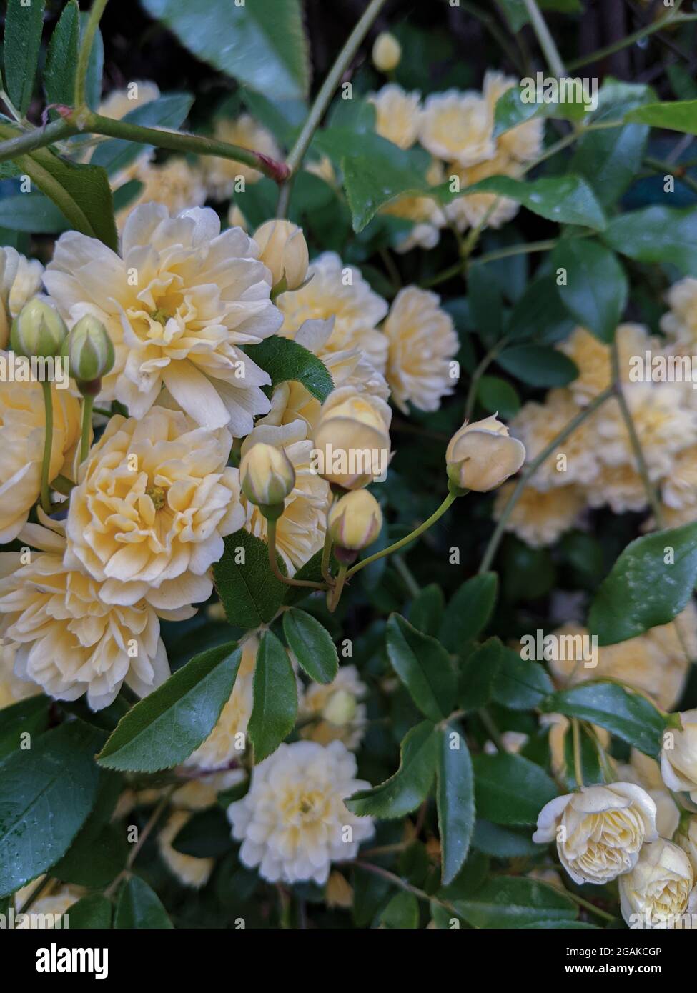 Rosa banksiae hi-res stock photography and images - Alamy