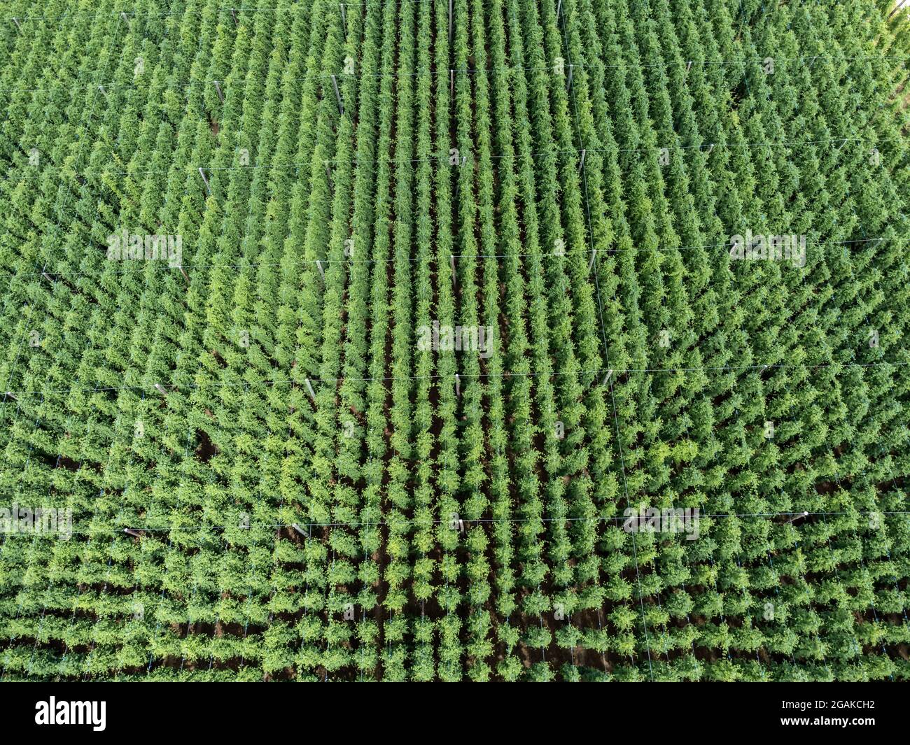 Aerial view of a hop field in summer Stock Photo - Alamy