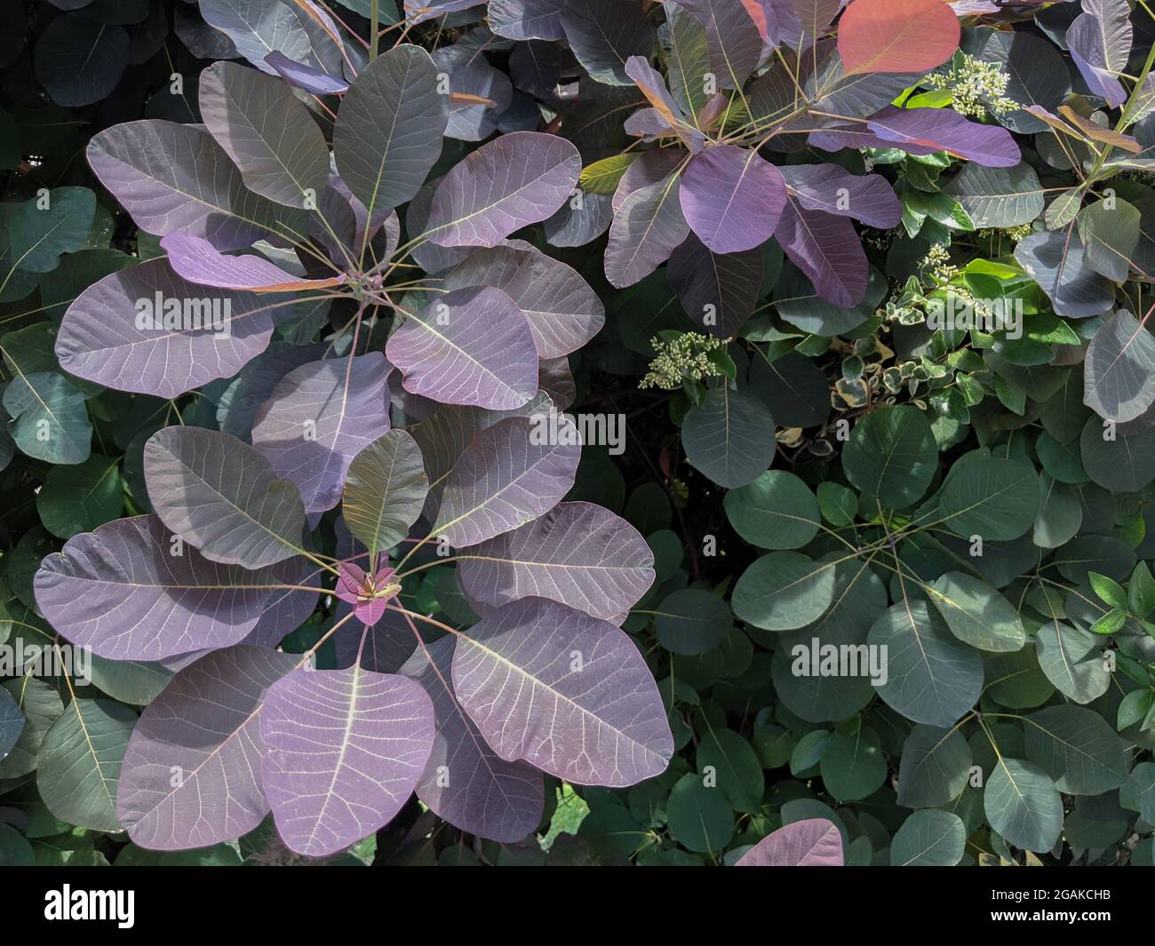 Smoke tree hi-res stock photography and images - Alamy