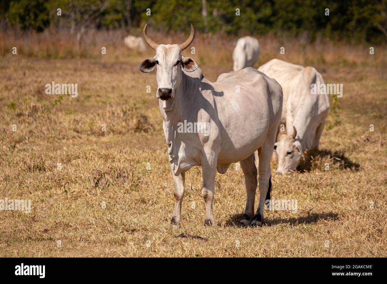 Adult cow in a Brazilian farm with selective focus Stock Photo - Alamy