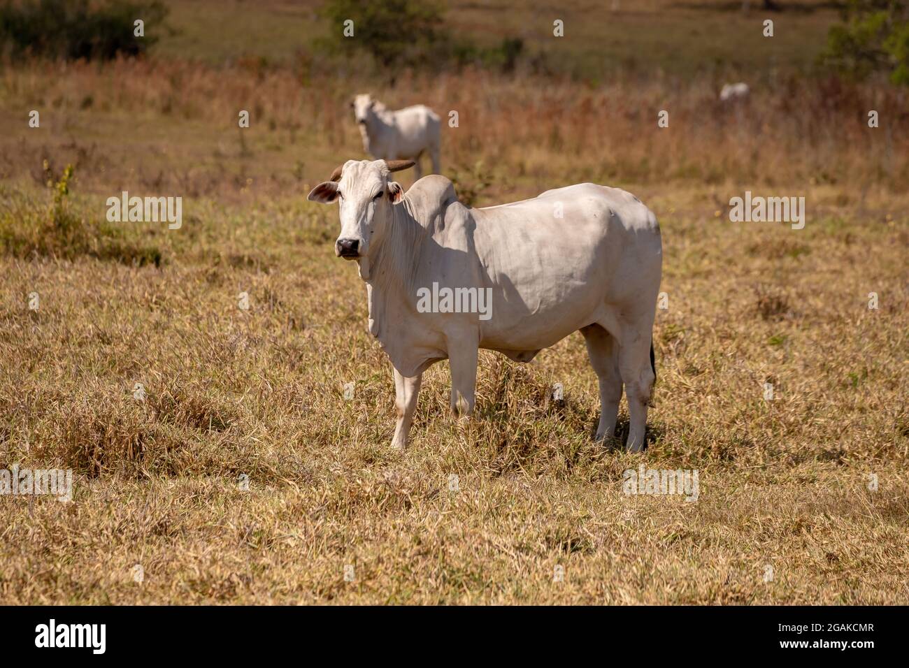 Adult cow in a Brazilian farm with selective focus Stock Photo - Alamy