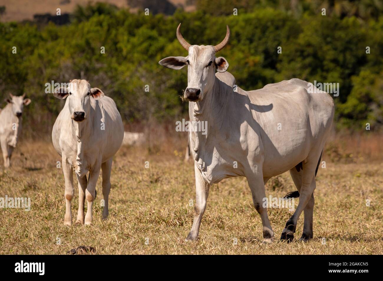 Adult cow in a Brazilian farm with selective focus Stock Photo - Alamy