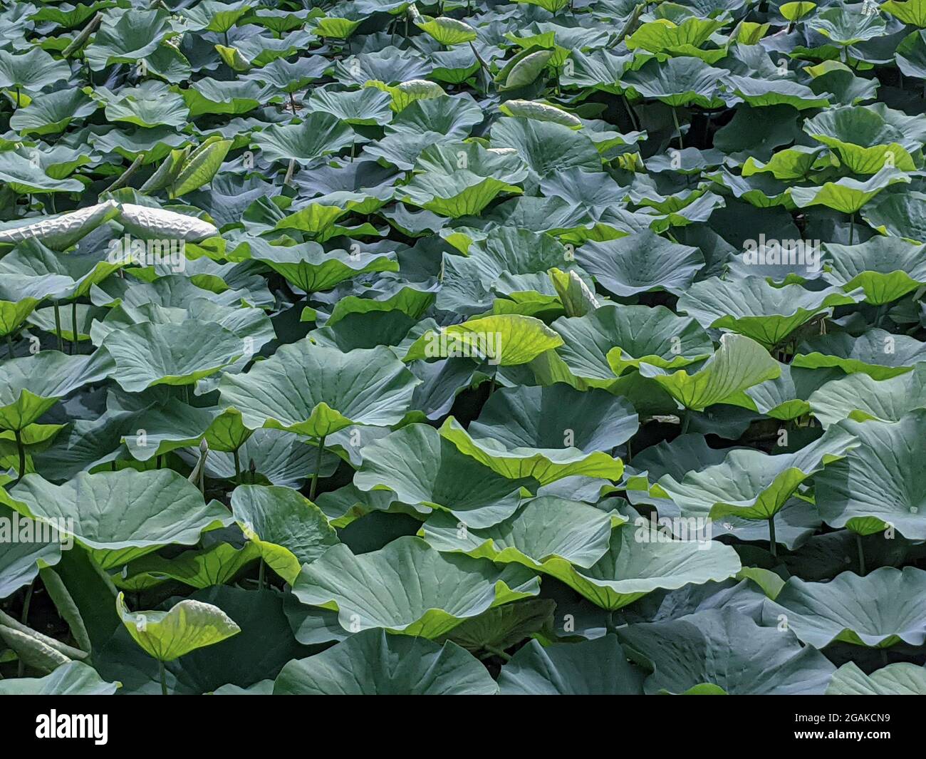 Landscape of lush lotus leaves. Water surface full of Nelumbo nucifera ...