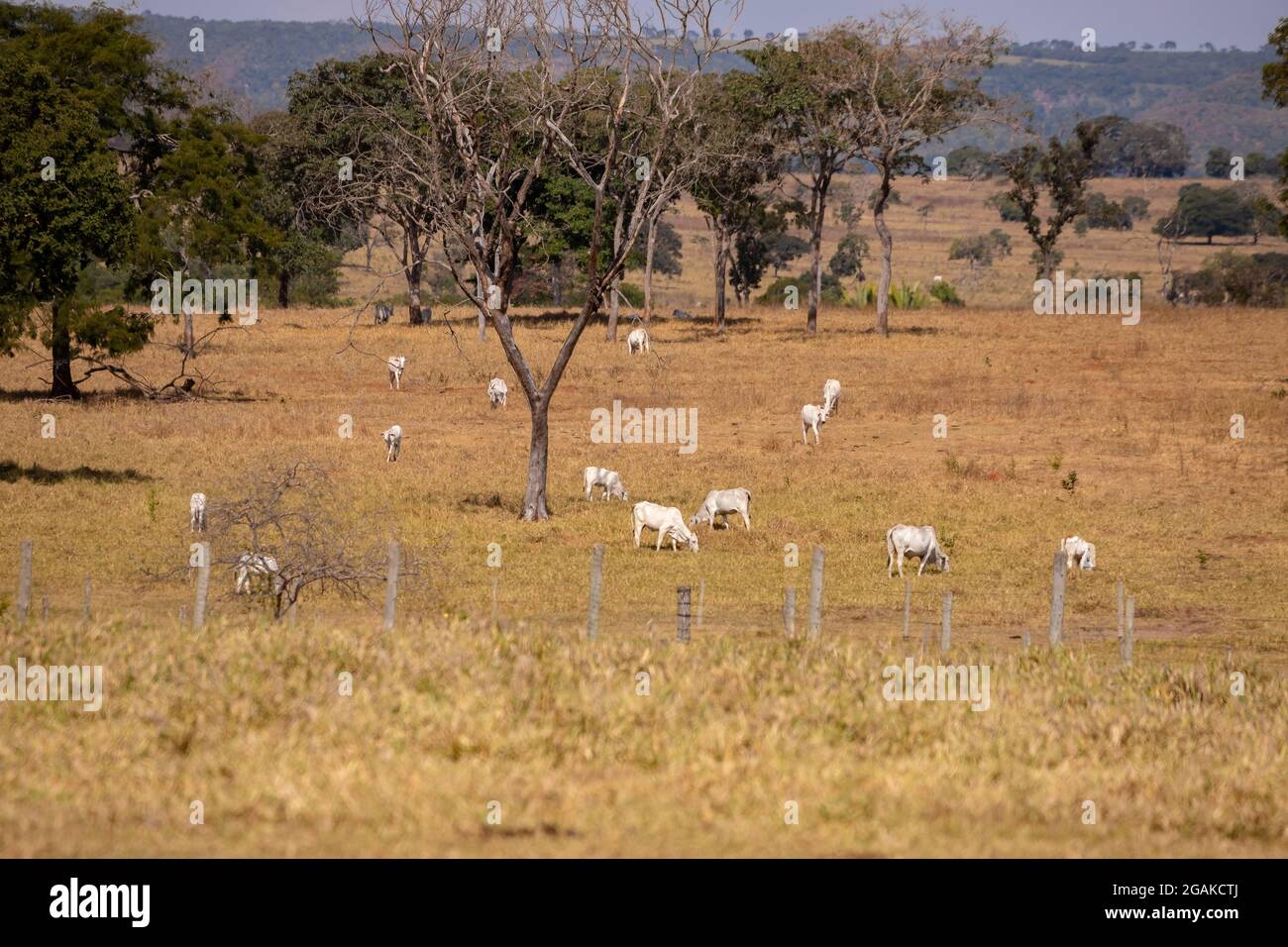 Typical Brazilian cattle ranching pasture fields Stock Photo - Alamy