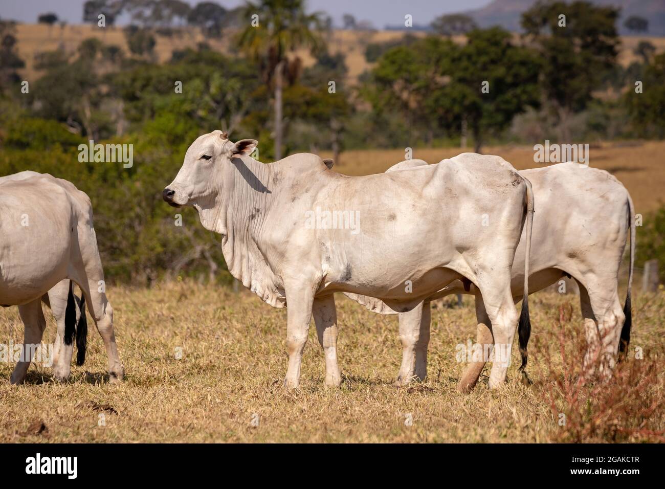 Adult cow in a Brazilian farm with selective focus Stock Photo - Alamy