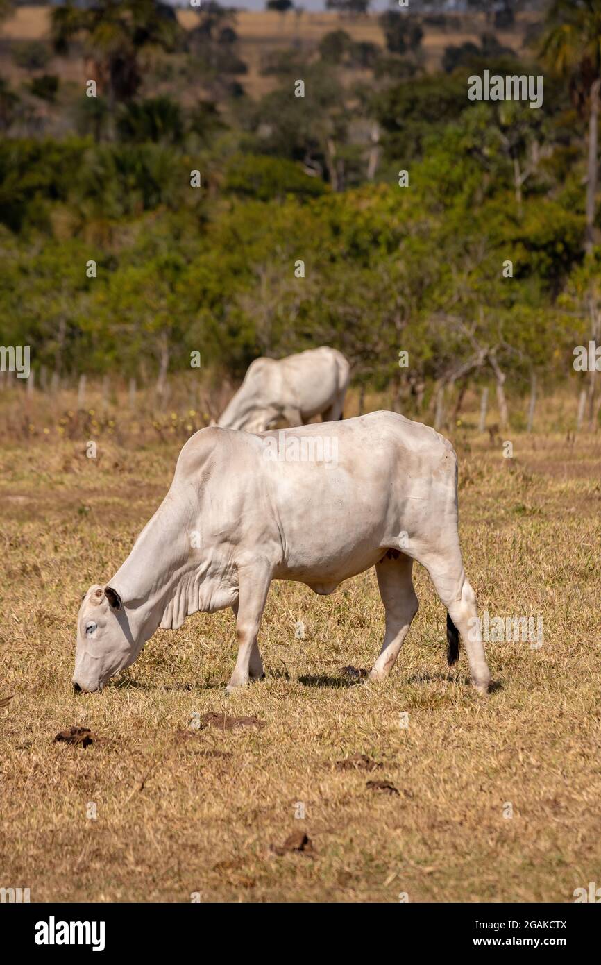 Adult cow in a Brazilian farm with selective focus Stock Photo - Alamy