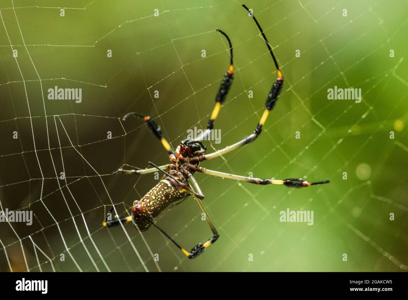 Coloseup of scary spider on wet spider web Stock Photo - Alamy
