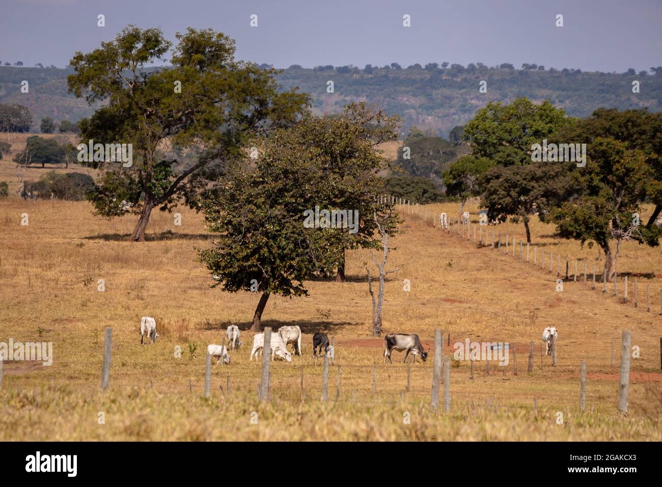 Typical Brazilian cattle ranching pasture fields Stock Photo - Alamy