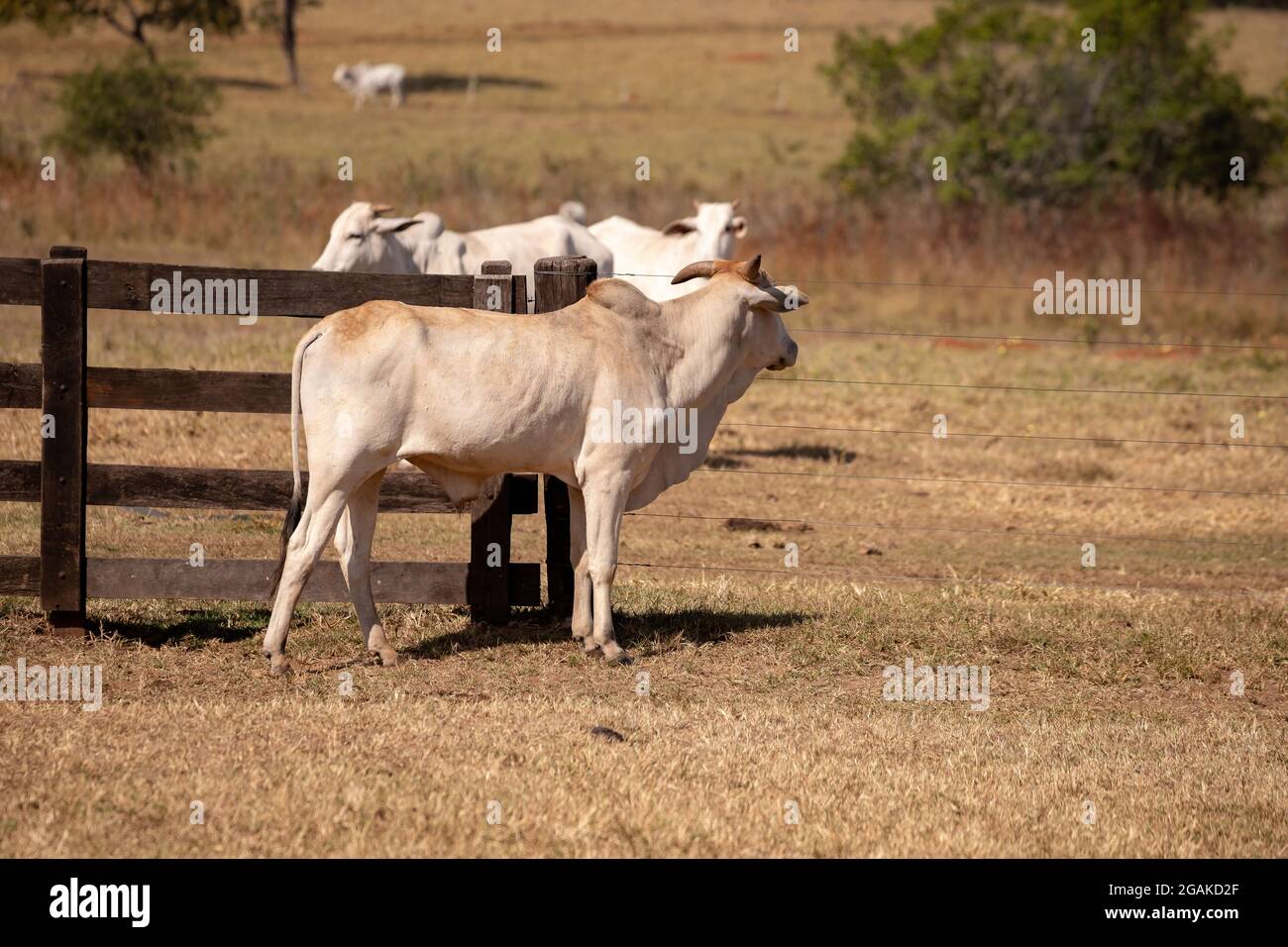 Adult cow in a Brazilian farm with selective focus Stock Photo - Alamy