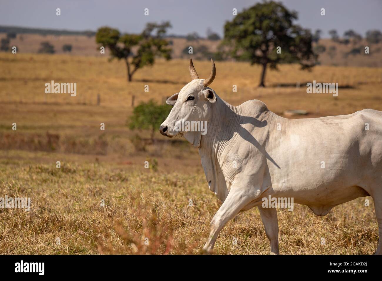 Adult cow in a Brazilian farm with selective focus Stock Photo - Alamy