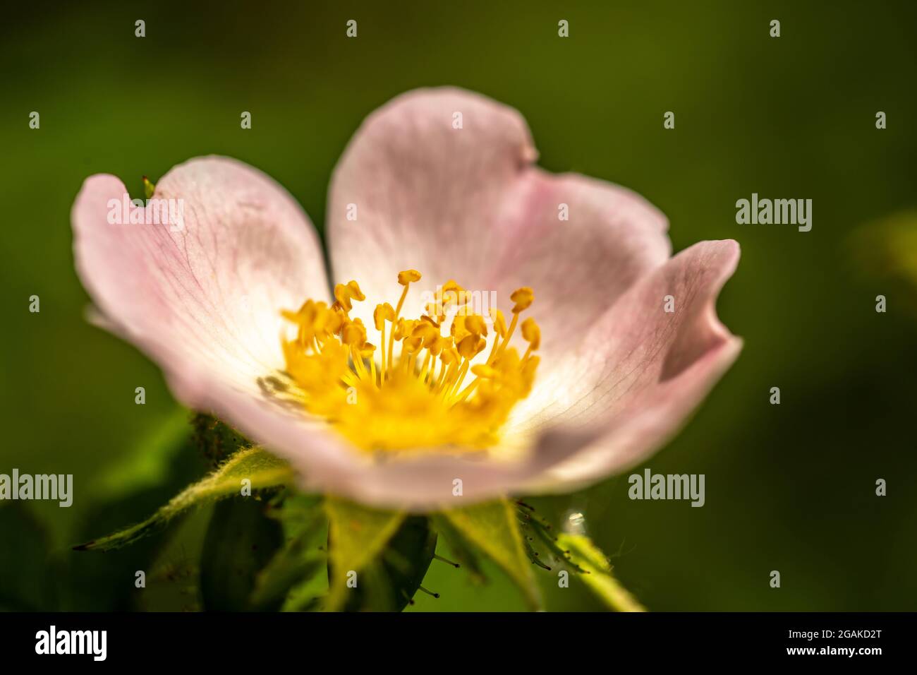 Pollen Grains Of A Rose