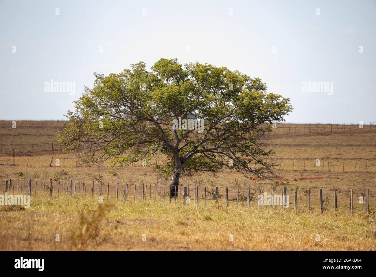 Large angiosperm tree in a pasture area of a farm Stock Photo - Alamy