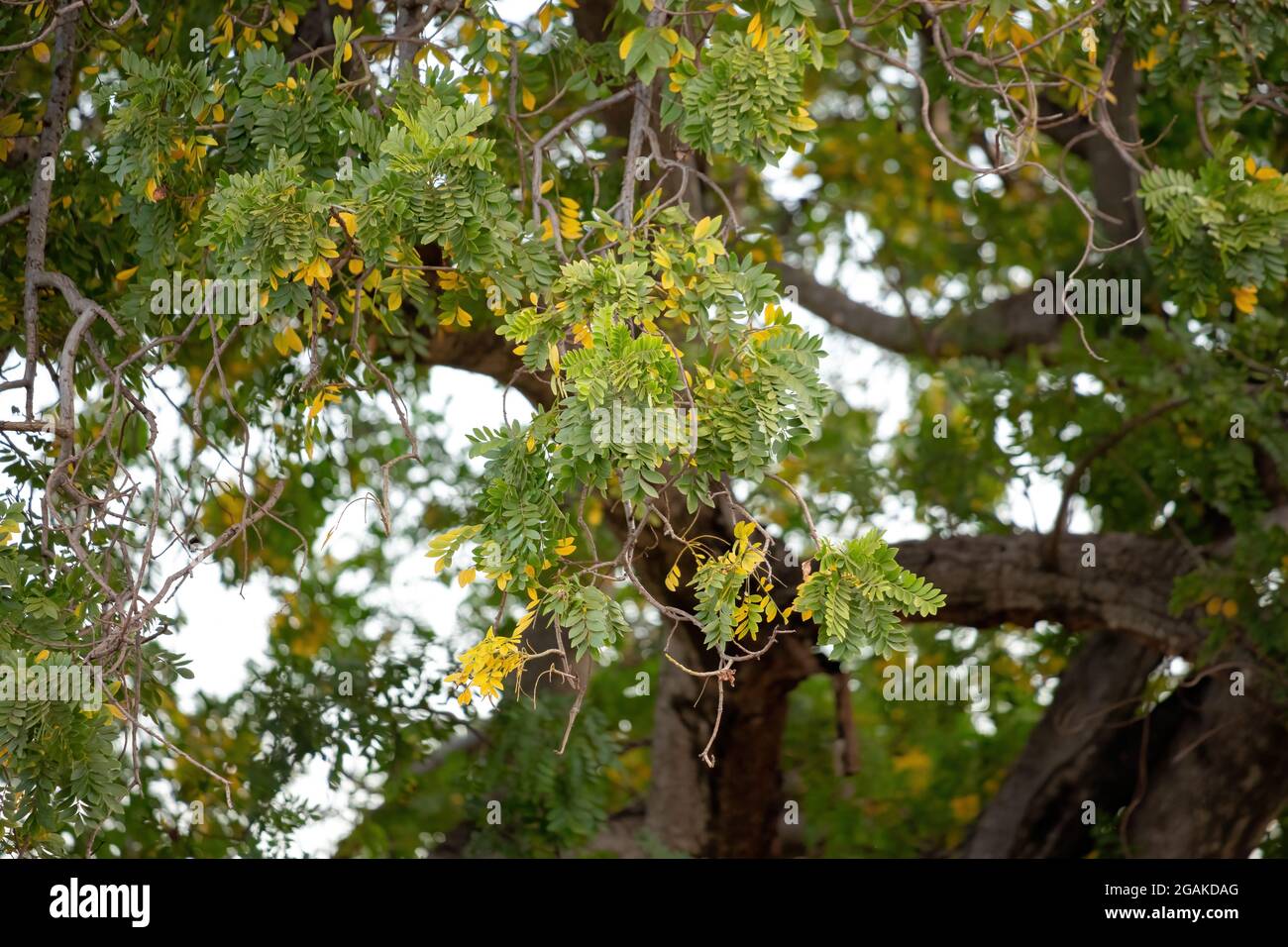 Red Mombin Tree of the species Spondias purpurea Stock Photo - Alamy