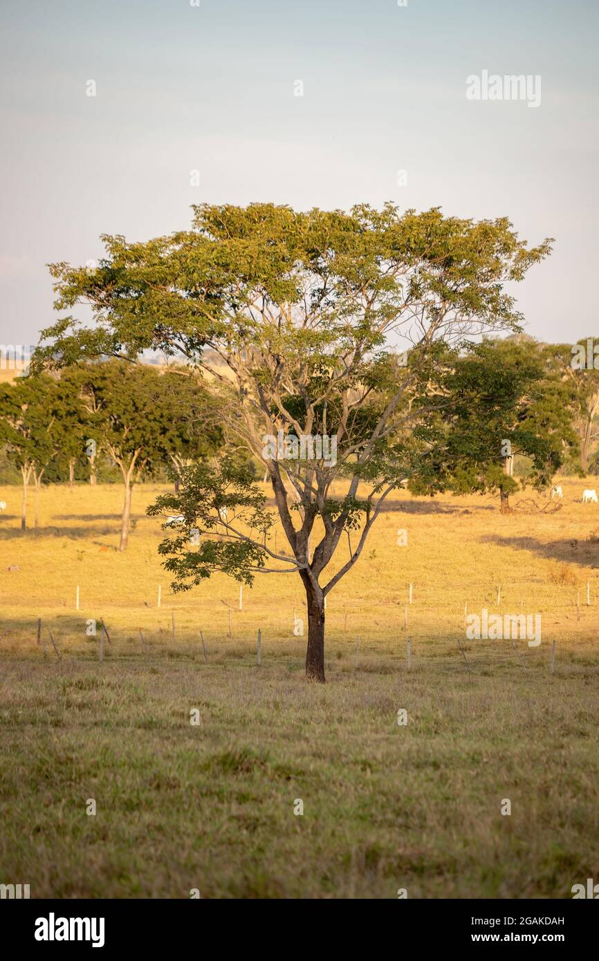 Large angiosperm tree in a pasture area of a farm Stock Photo - Alamy