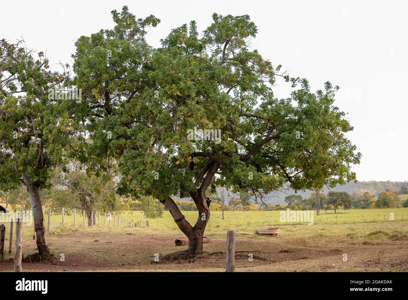 Red Mombin Tree of the species Spondias purpurea Stock Photo - Alamy
