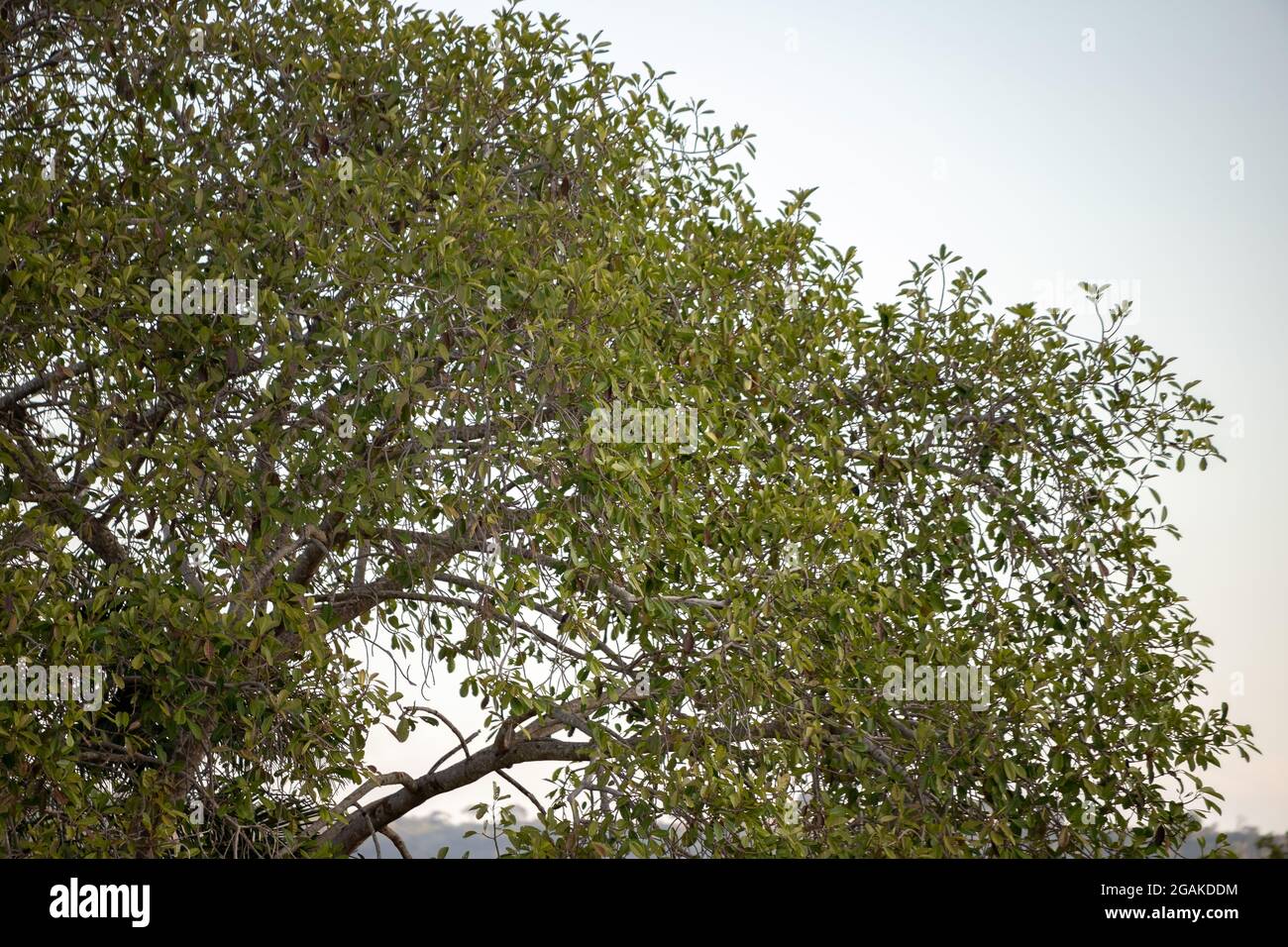 Large angiosperm tree in a pasture area of a farm Stock Photo - Alamy