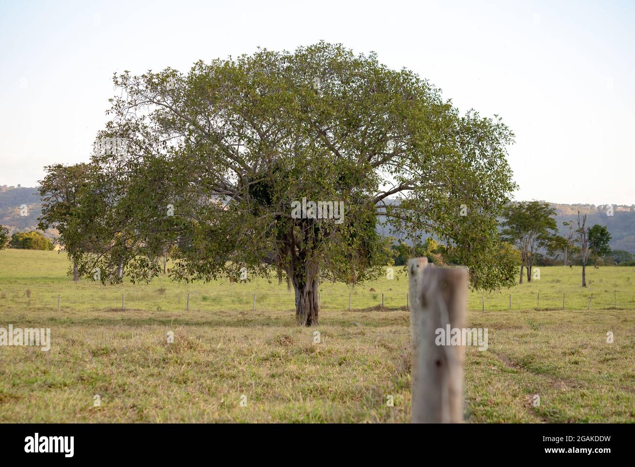 Large angiosperm tree in a pasture area of a farm Stock Photo - Alamy