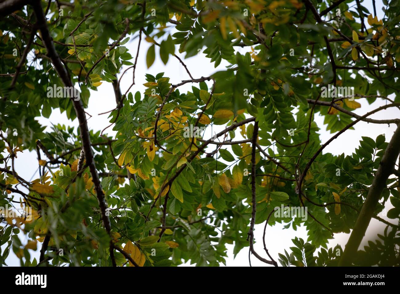 Red Mombin Tree of the species Spondias purpurea Stock Photo - Alamy