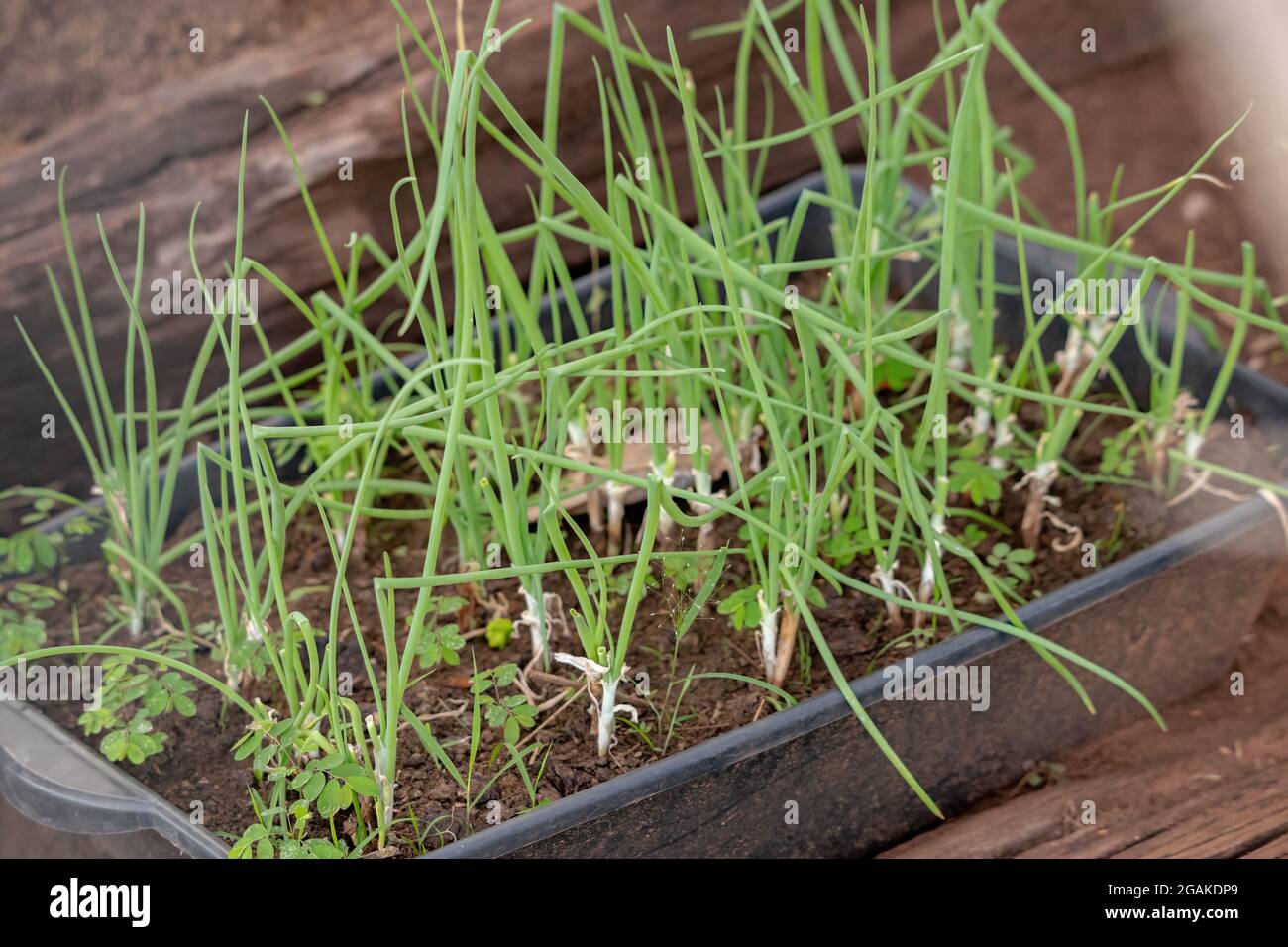 Small Chives leaves of the species Allium schoenoprasum Stock Photo - Alamy