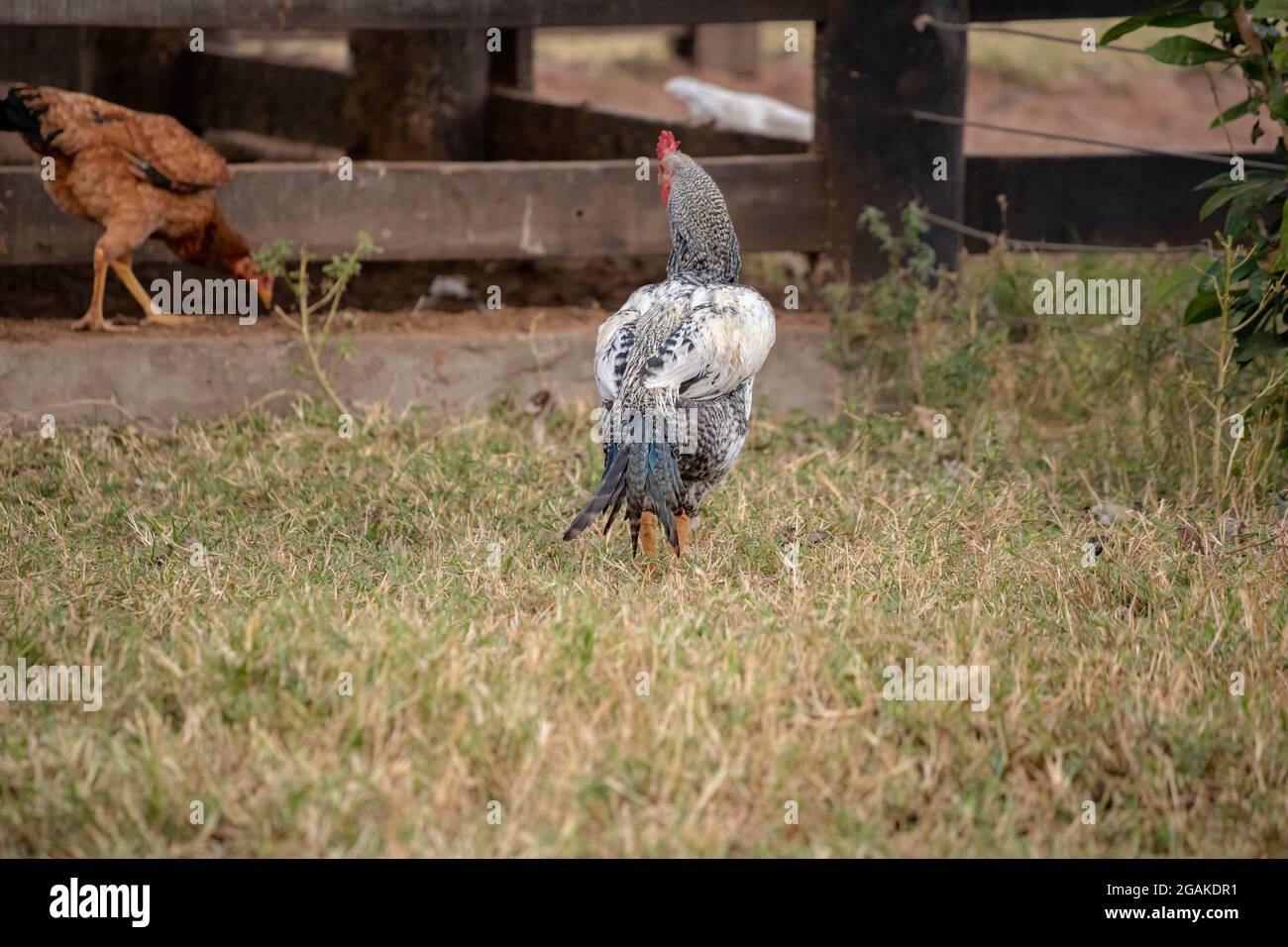domestic animal chicken of the subspecies Gallus gallus domesticus ...