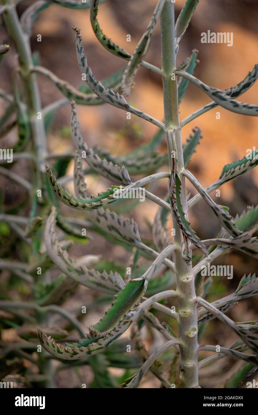 Alligator Plant of the species Kalanchoe daigremontiana with selective ...