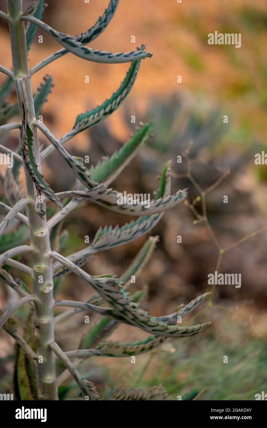 Alligator Plant of the species Kalanchoe daigremontiana with selective ...