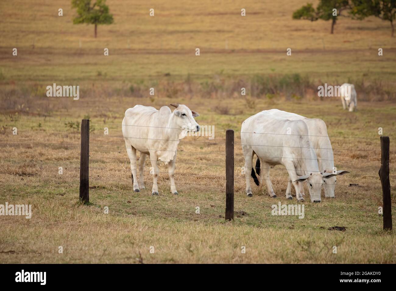 Adult cow in a Brazilian farm with selective focus Stock Photo - Alamy