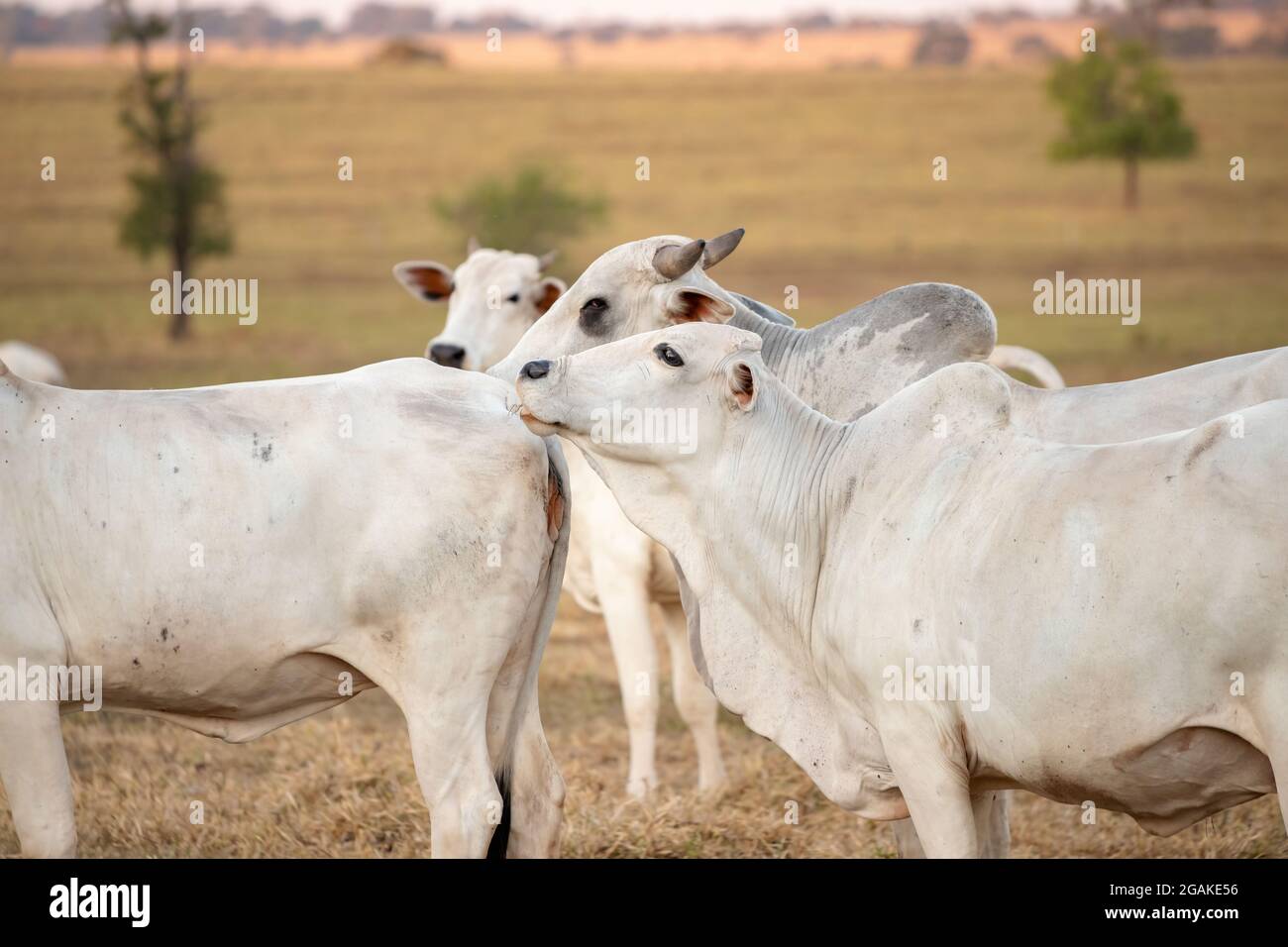 Adult cow in a Brazilian farm with selective focus Stock Photo - Alamy