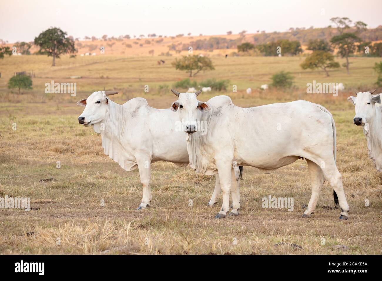 Adult cow in a Brazilian farm with selective focus Stock Photo - Alamy