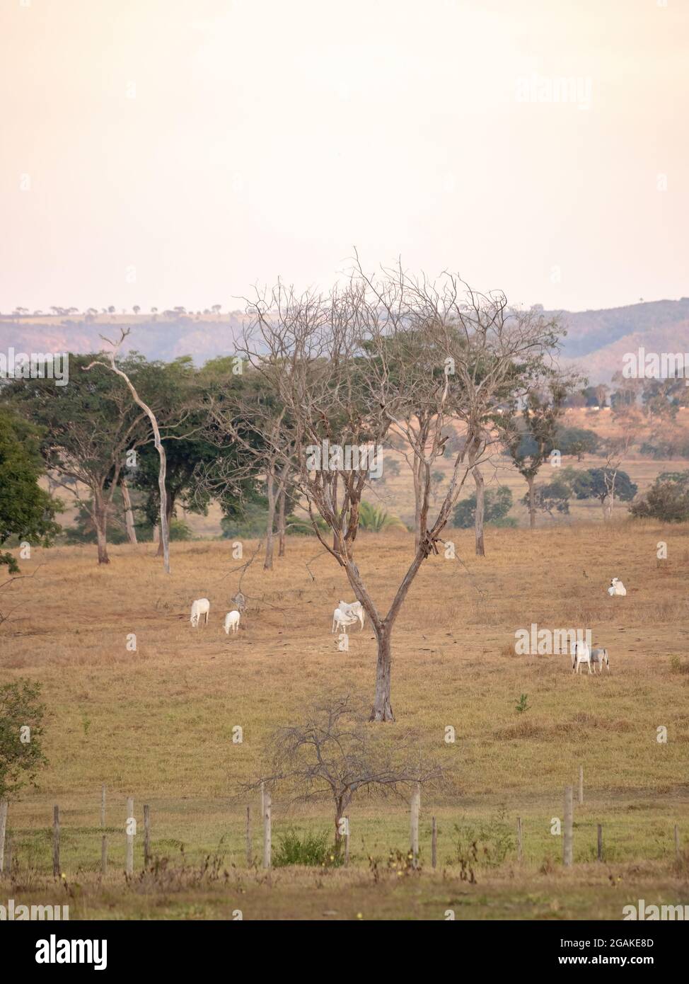 Typical Brazilian cattle ranching pasture fields Stock Photo - Alamy