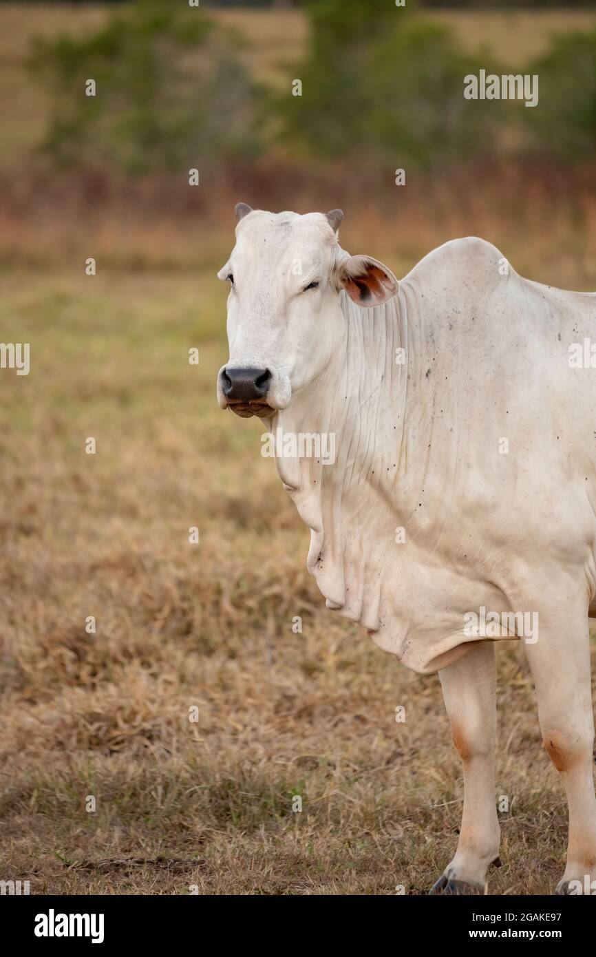 Adult cow in a Brazilian farm with selective focus Stock Photo - Alamy