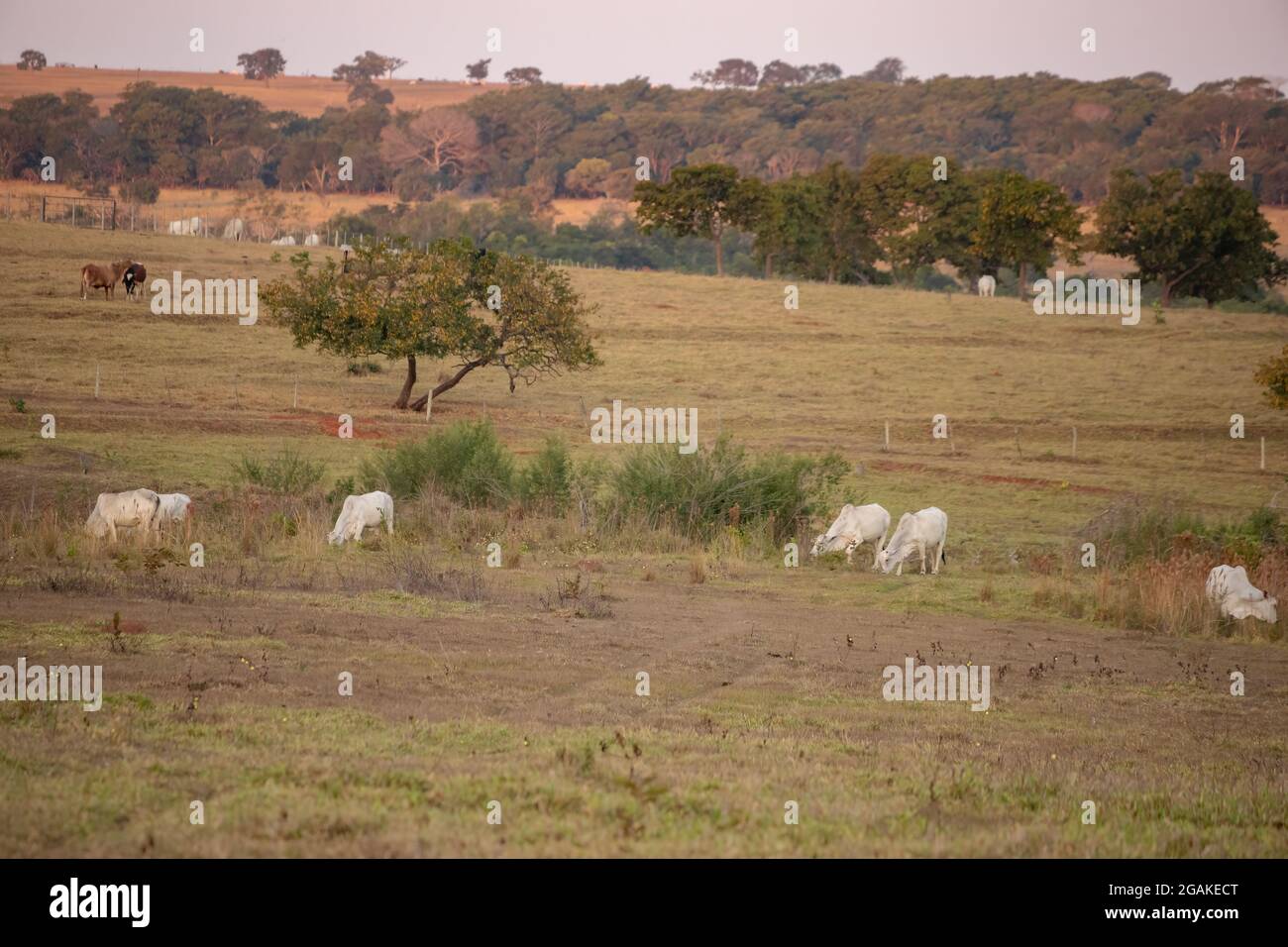 Adult cow in a Brazilian farm with selective focus Stock Photo - Alamy