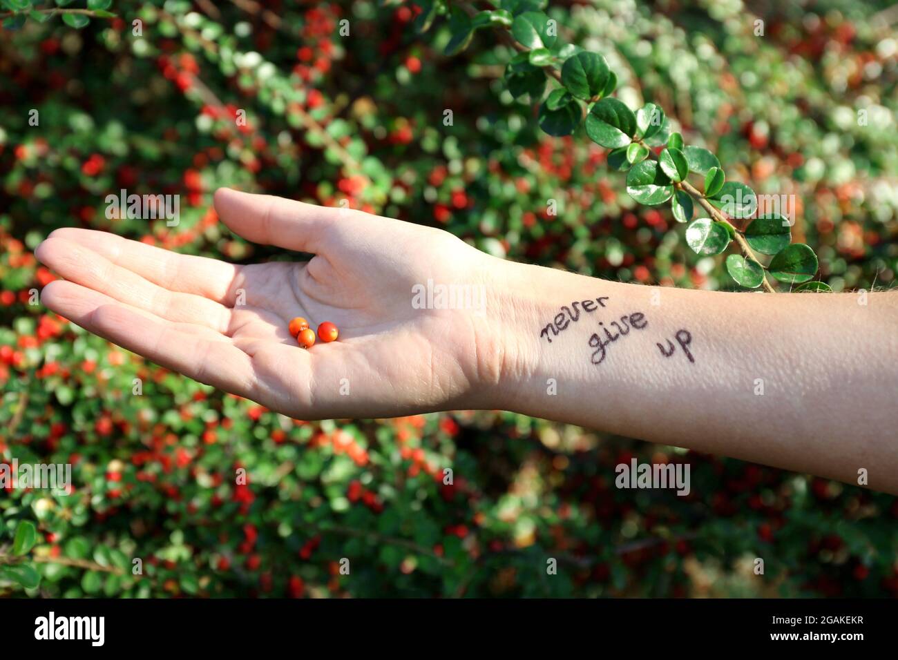 Female hand with tattoo in rowan bush background Stock Photo - Alamy