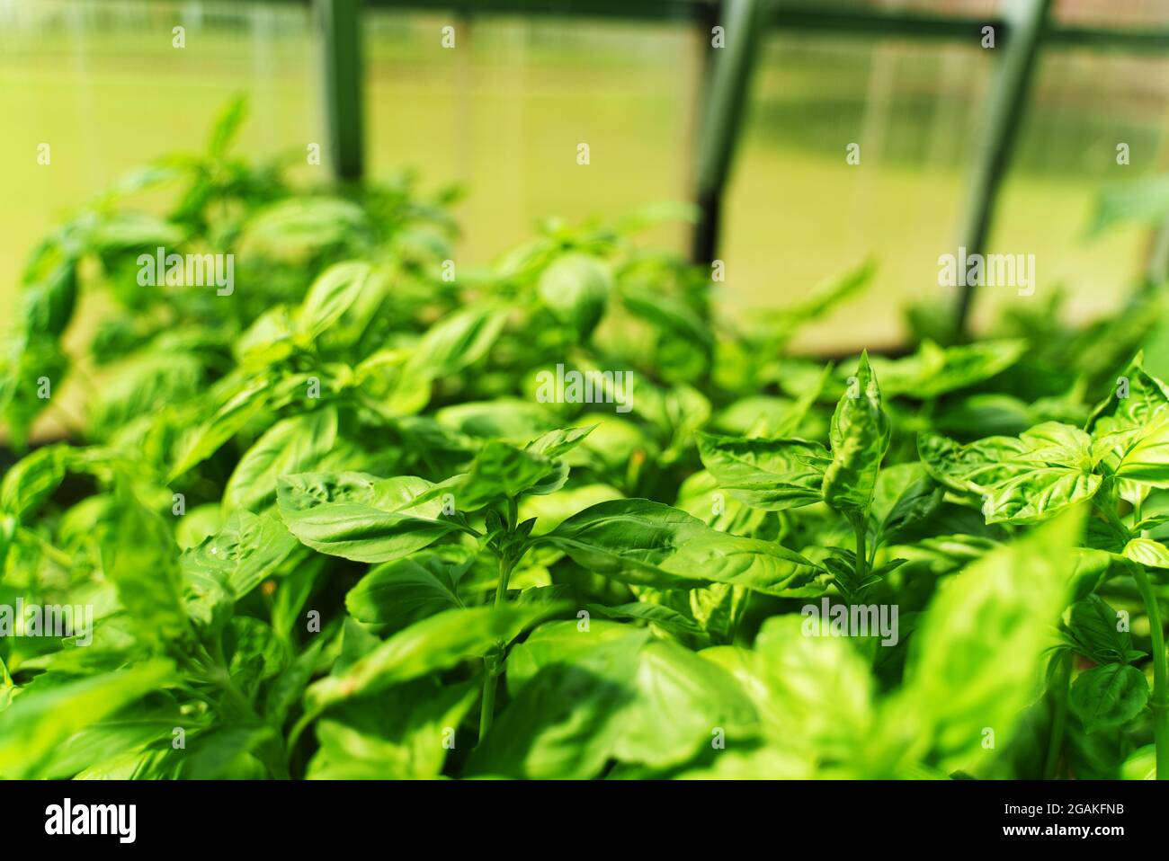 Organic basil bushes in a greenhouse Stock Photo - Alamy