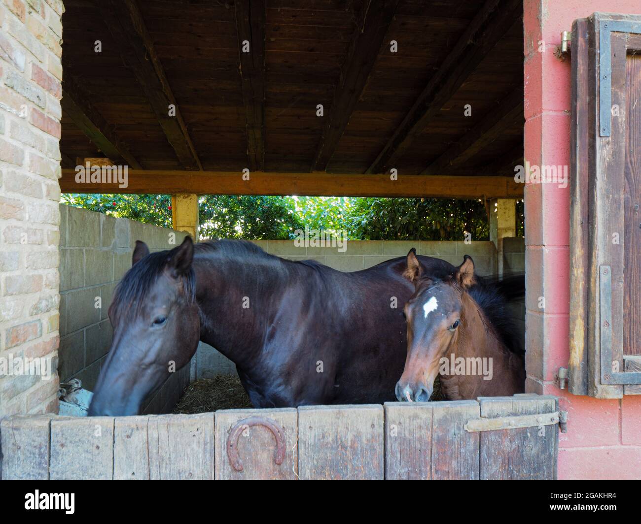 Closeup of two horses in the stable, seen from outside during daylight ...