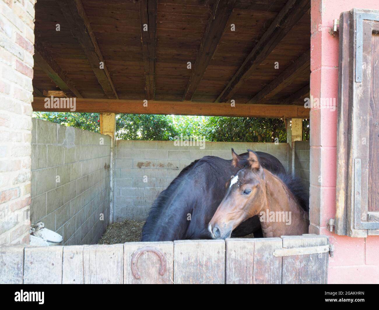 Closeup of two horses in the stable, seen from outside during daylight ...