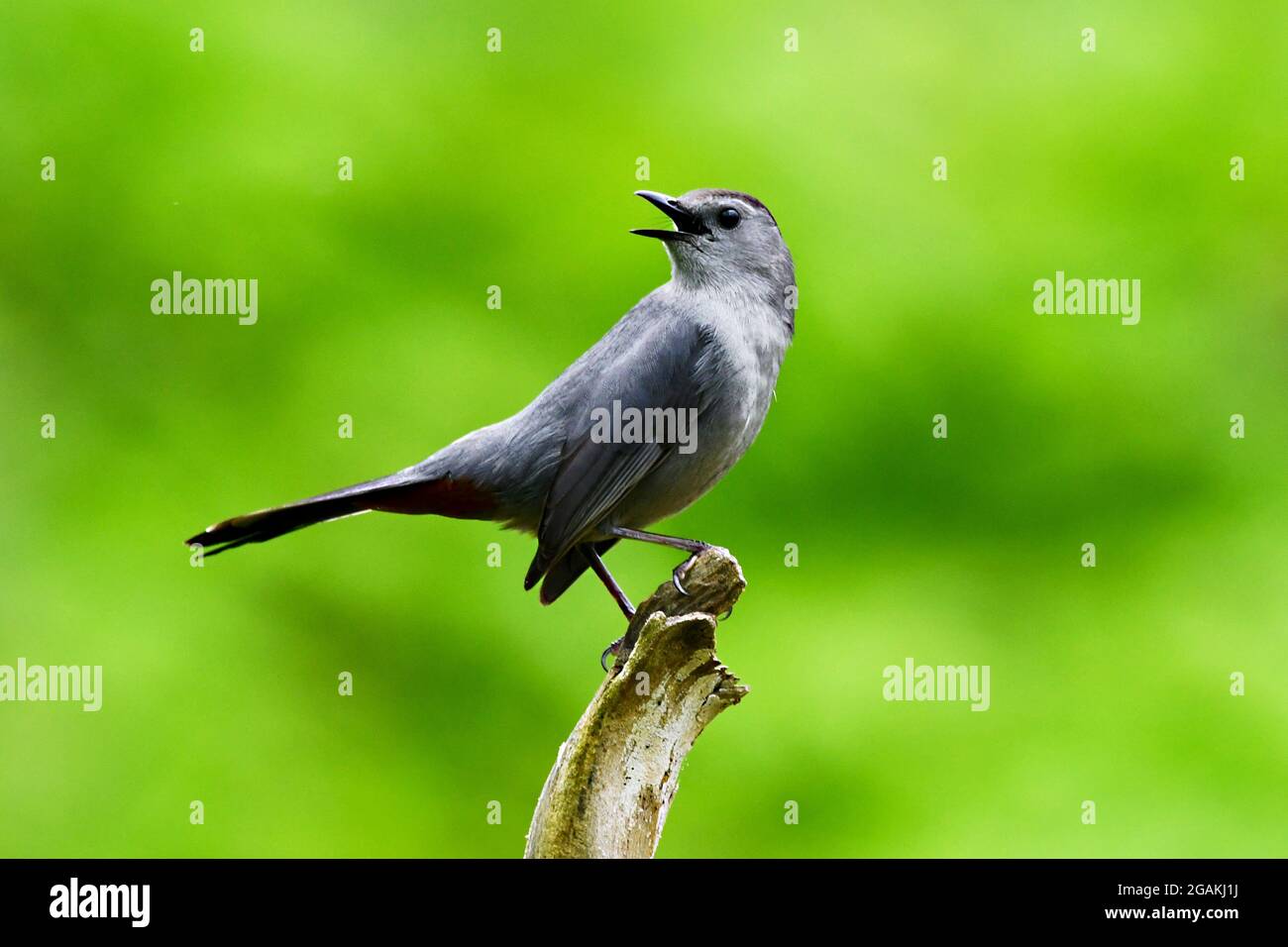 Singing grey catbird with a very green background Stock Photo - Alamy